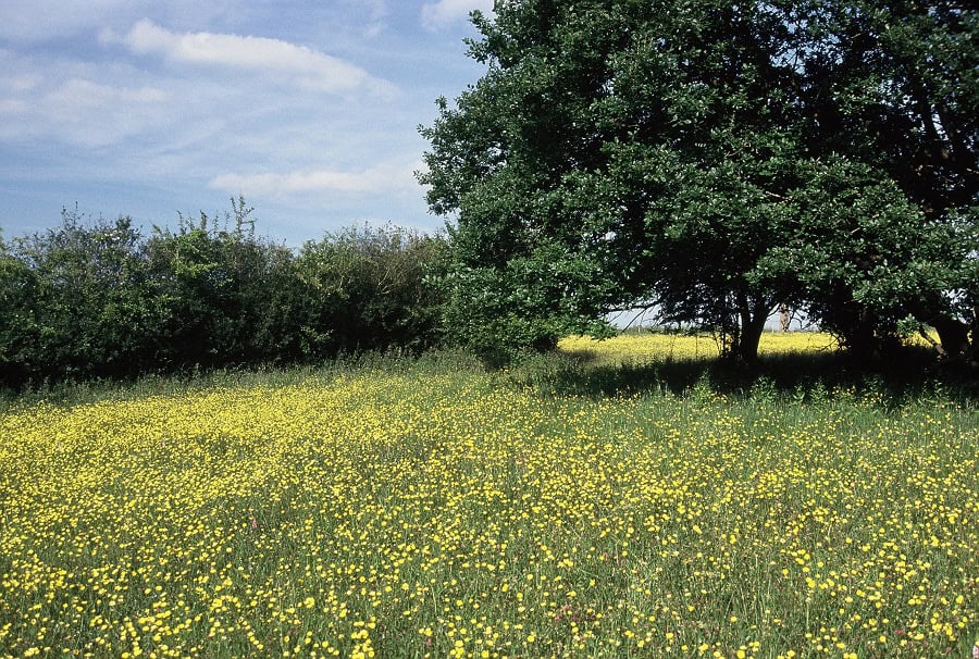 Wild meadows to be safeguarded in every county - Positive News ...