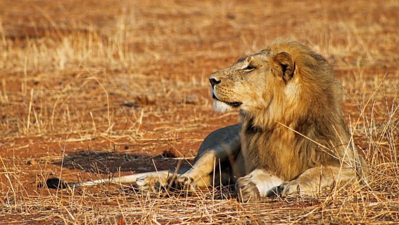 Living with lions - Positive News - Positive News