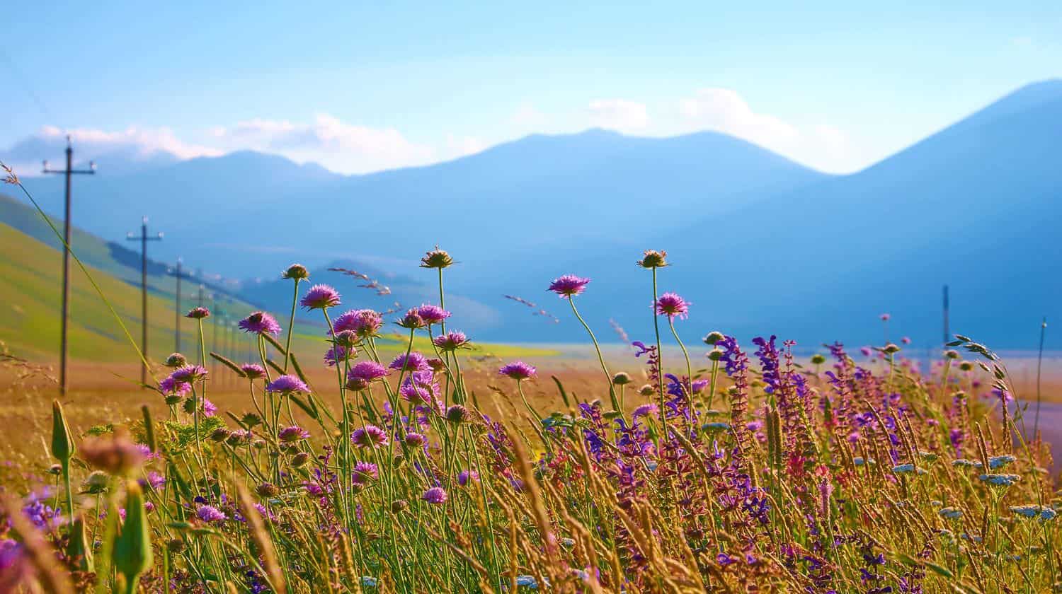 Abundance and other lessons from nature - Positive News