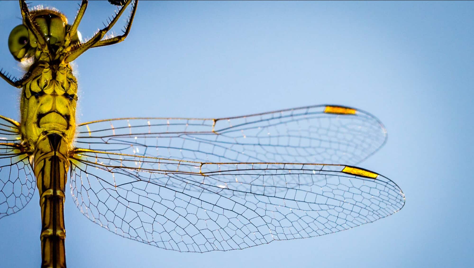 Why we need to start listening to insects - Positive News - Positive News