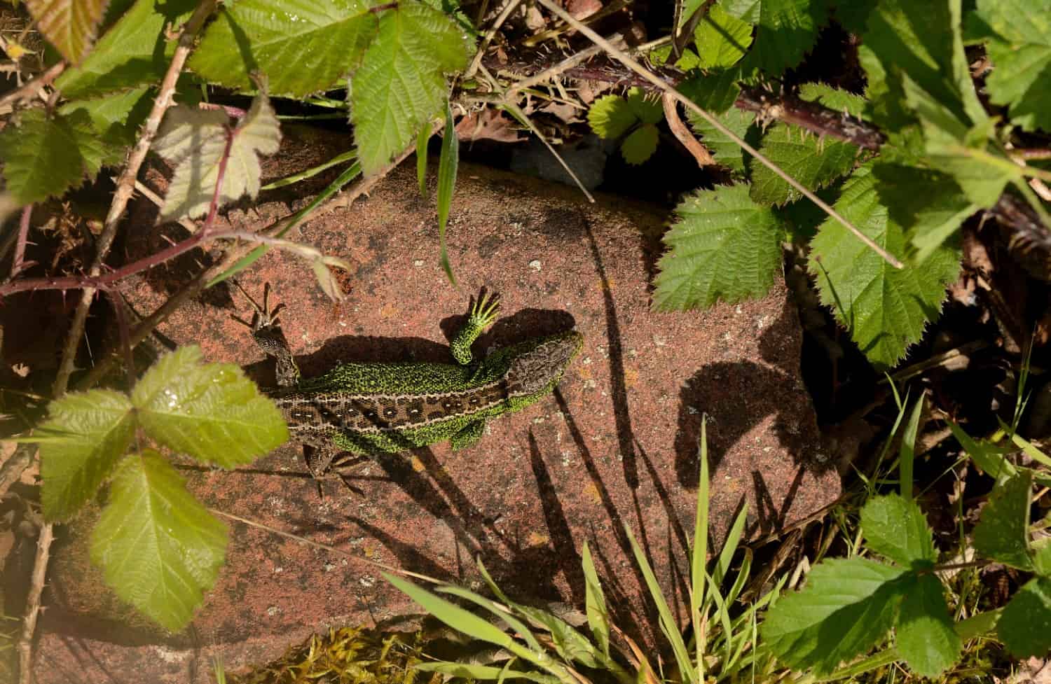 The magic of UK summer wildlife: eight species to look out for ...