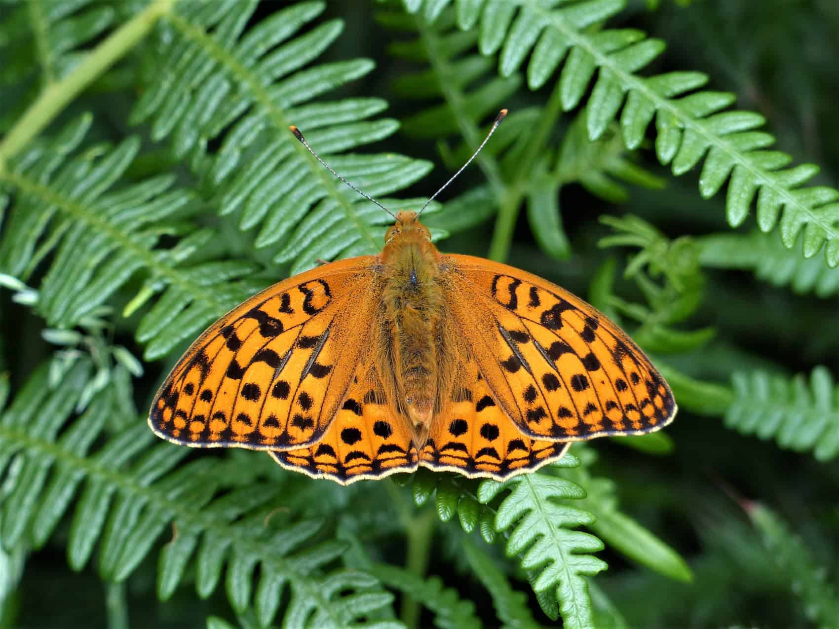 Butterfly Butterfly