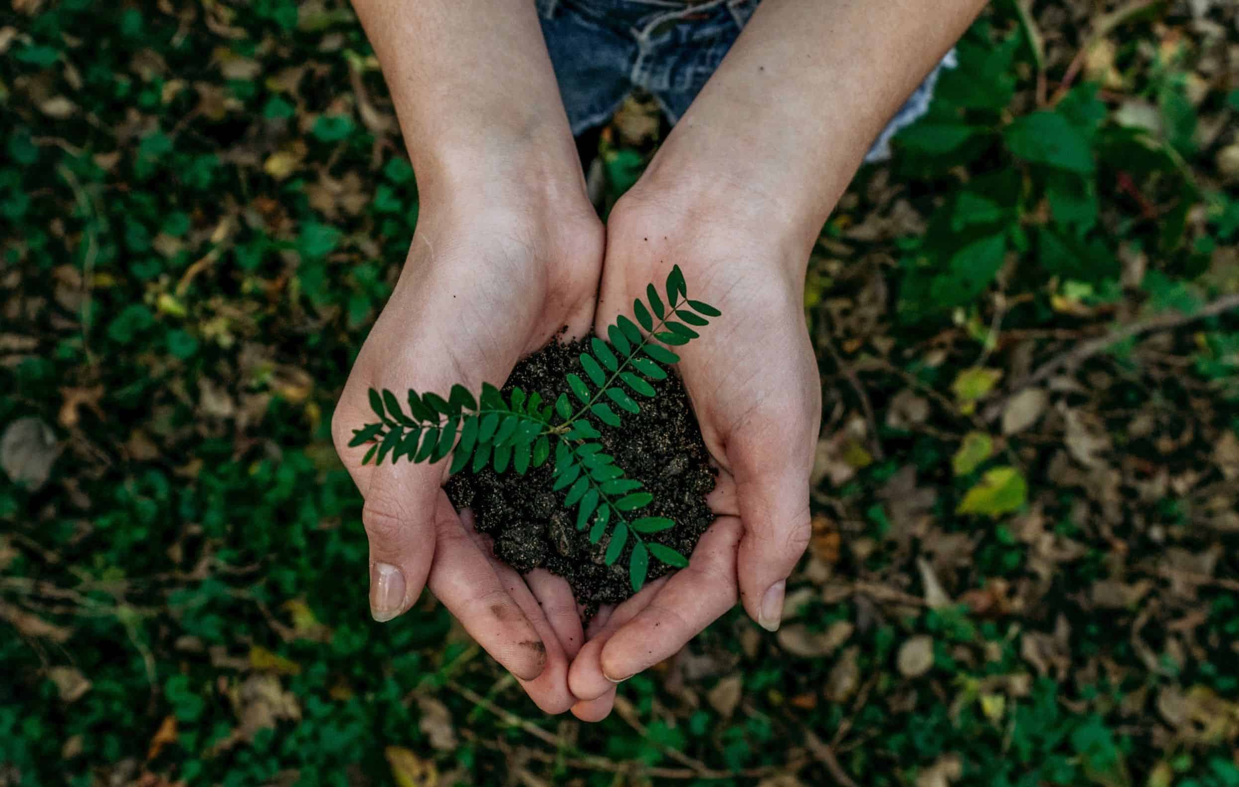 The green recovery: three ways it will be spurred by the grassroots ...