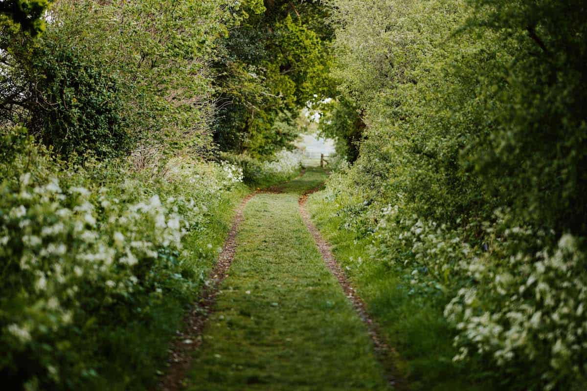 Corridors of power: how hedgerows can help us tackle the climate crisis ...