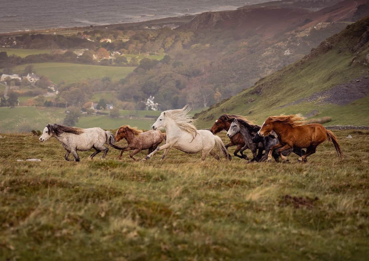 Britain’s wildest ponies are the stars of an ancient autumn tradition ...
