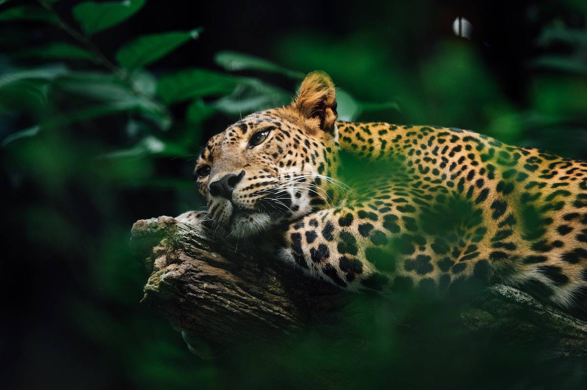 What went right this week: some good news for the Amazon, plus more ...