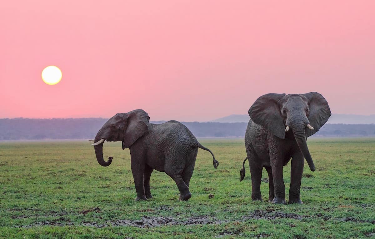 COP15 biodiversity pledge: ‘A milestone for the conservation of nature ...