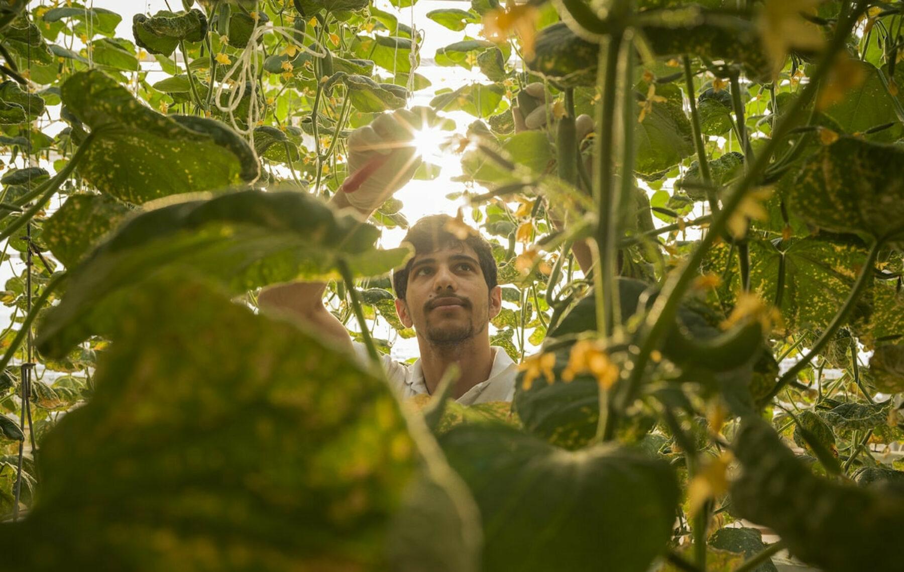 The farm that grows vegetables in the middle of the desert - Positive News