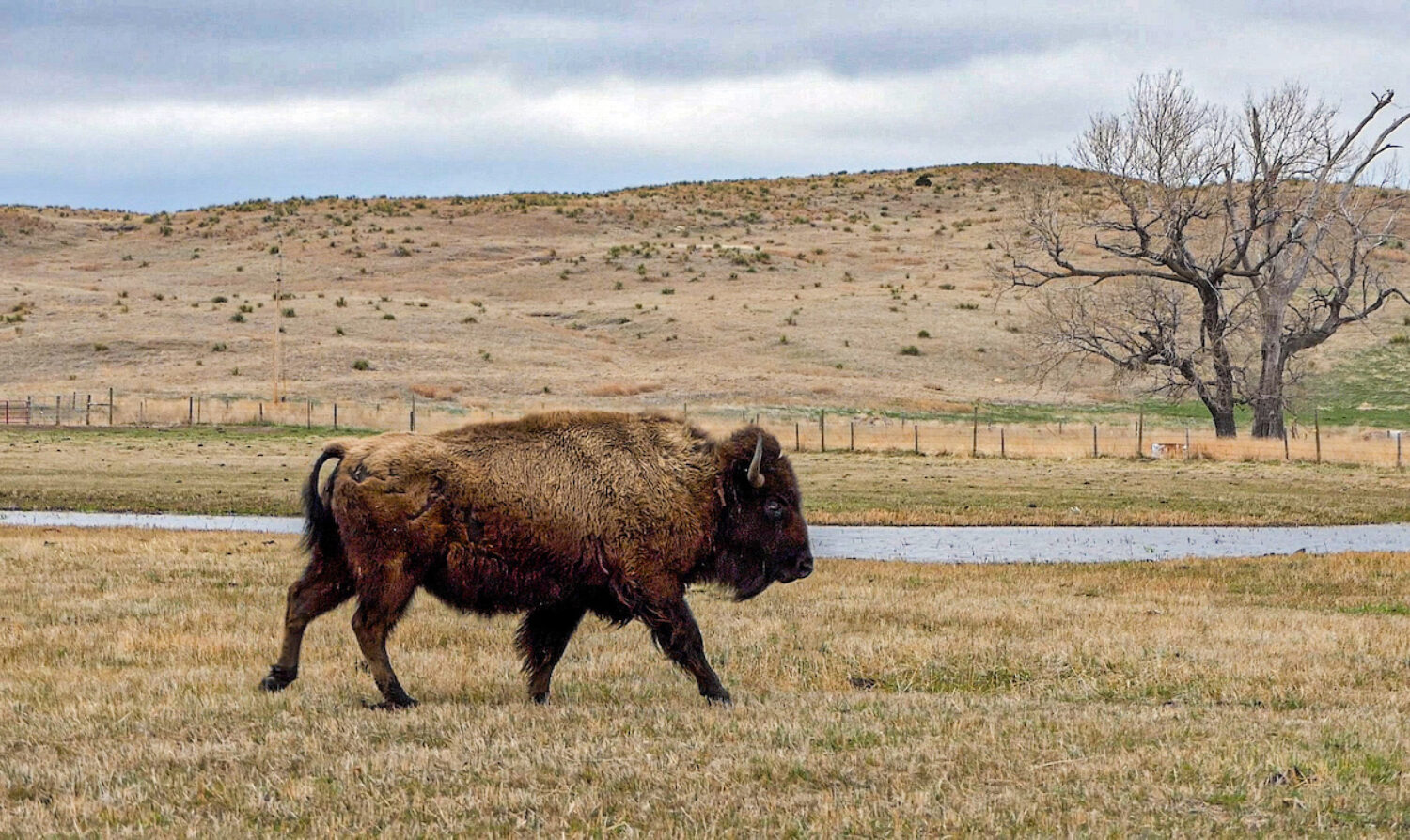 The US tribe bringing buffalo back from the brink - Positive News ...