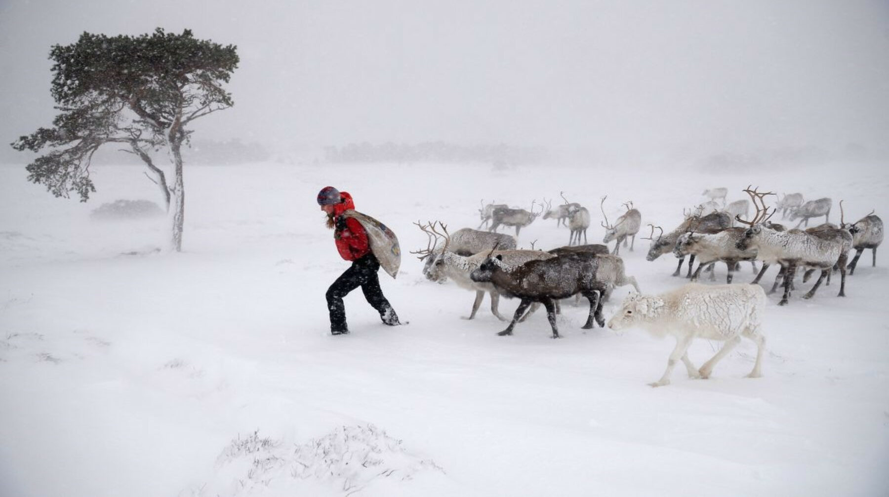 The Scottish reindeer offering hope for an imperilled species ...