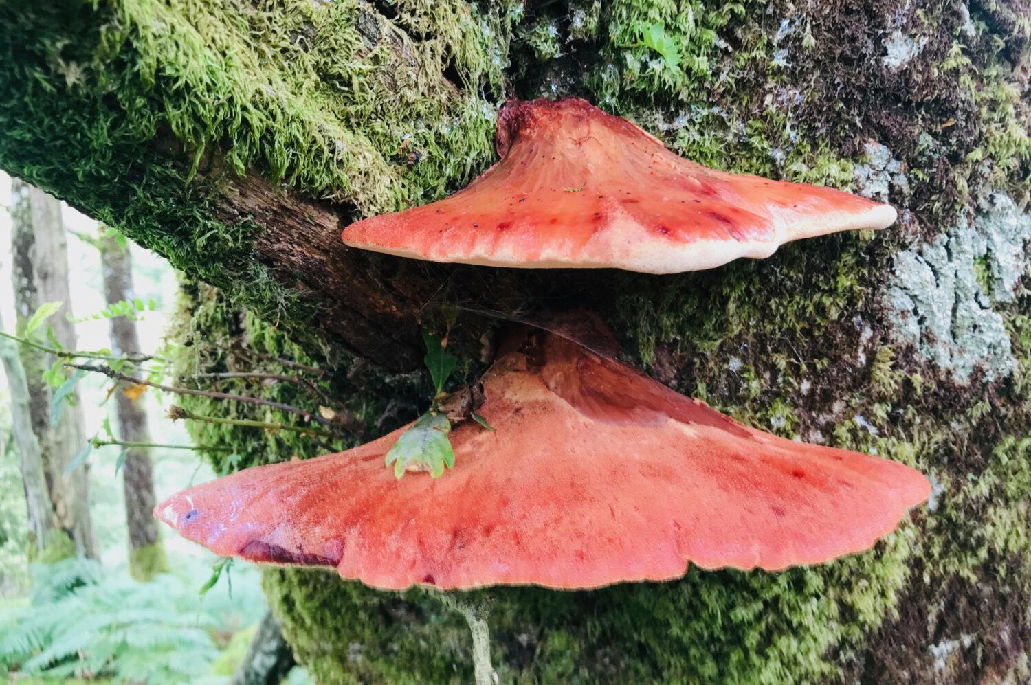 The plan to restore Britain’s lost rainforests - Positive News ...