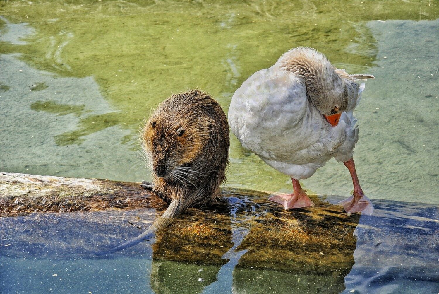 Rewilding: Beavers are back – here’s what this might mean for the UK ...
