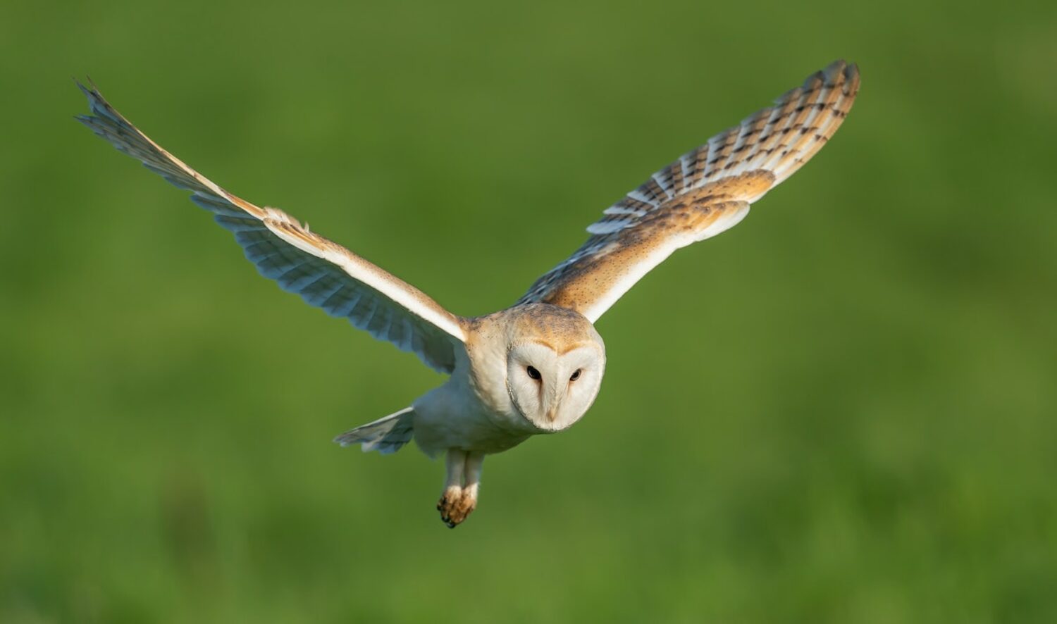 ‘Map of dreams’ reveals scope of English rewilding project - Positive News