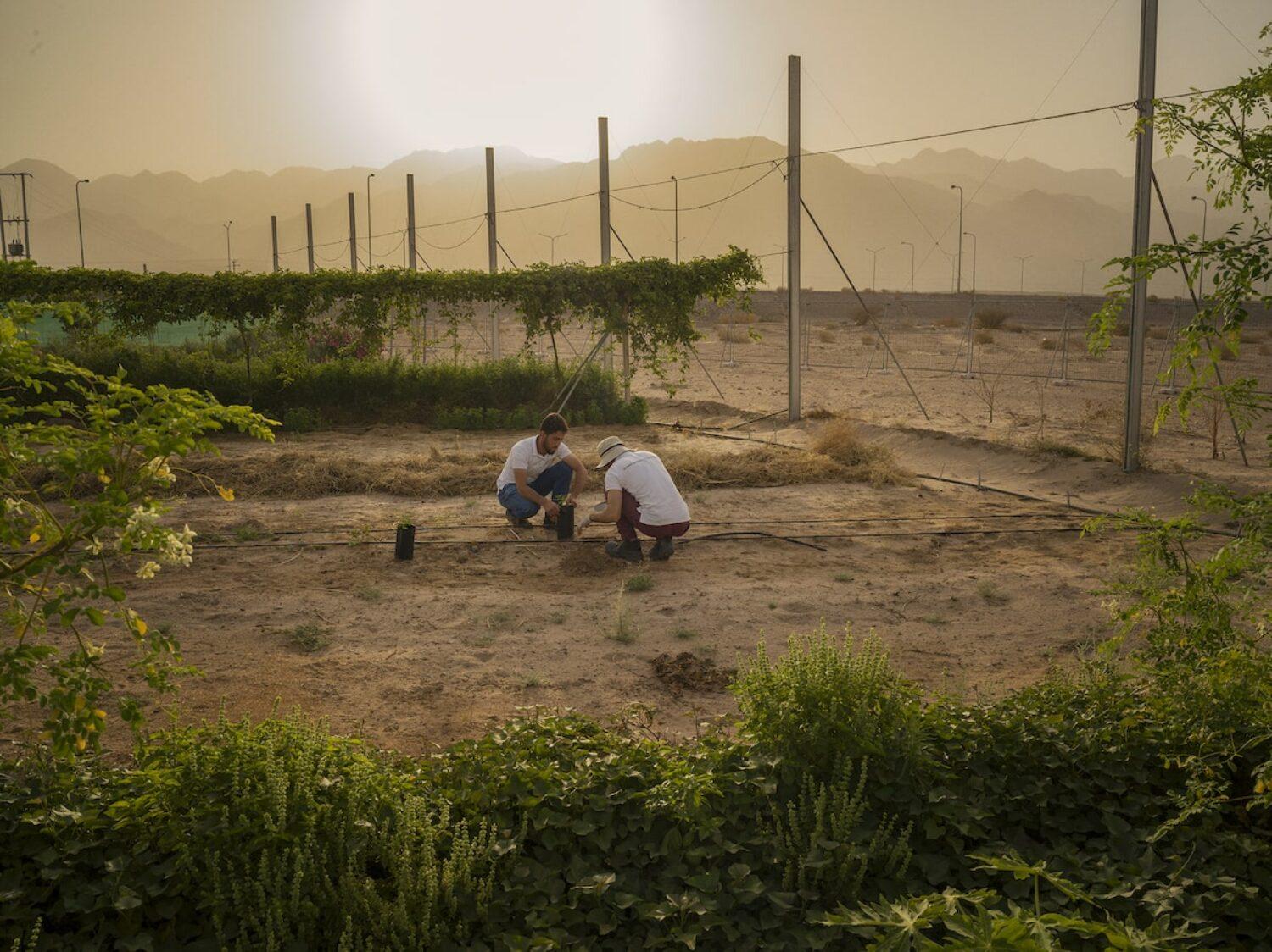 The farm that grows vegetables in the middle of the desert - Positive News
