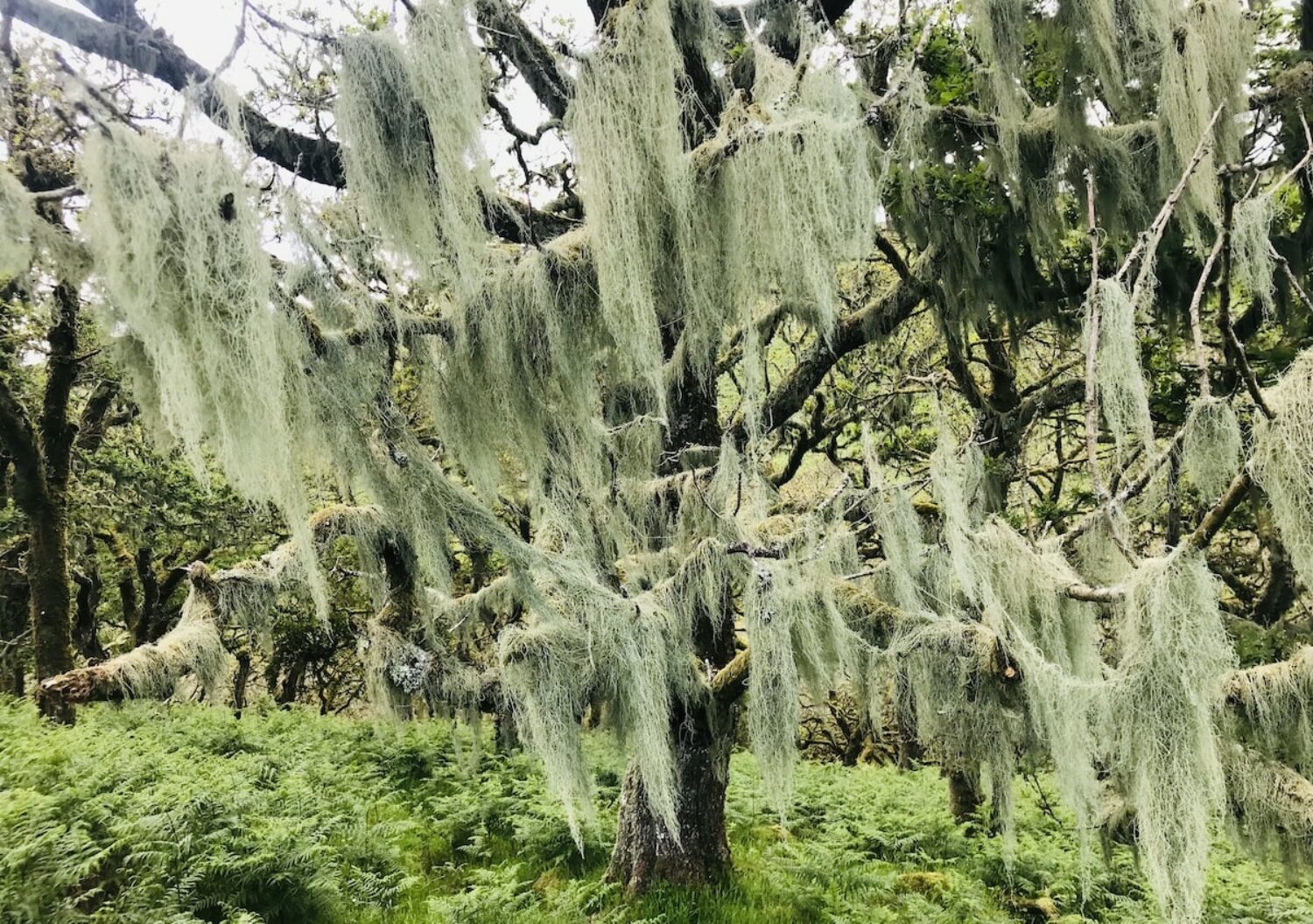 The plan to restore Britain’s lost rainforests - Positive News ...