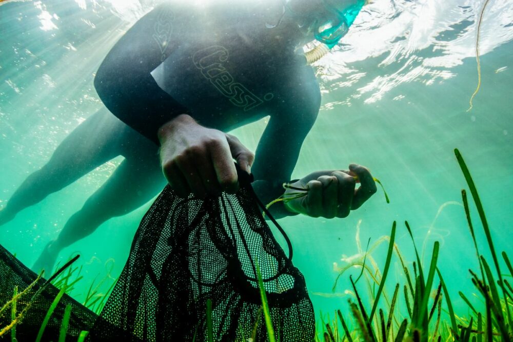 In pictures: sowing sea meadows in the UK to fight climate change ...