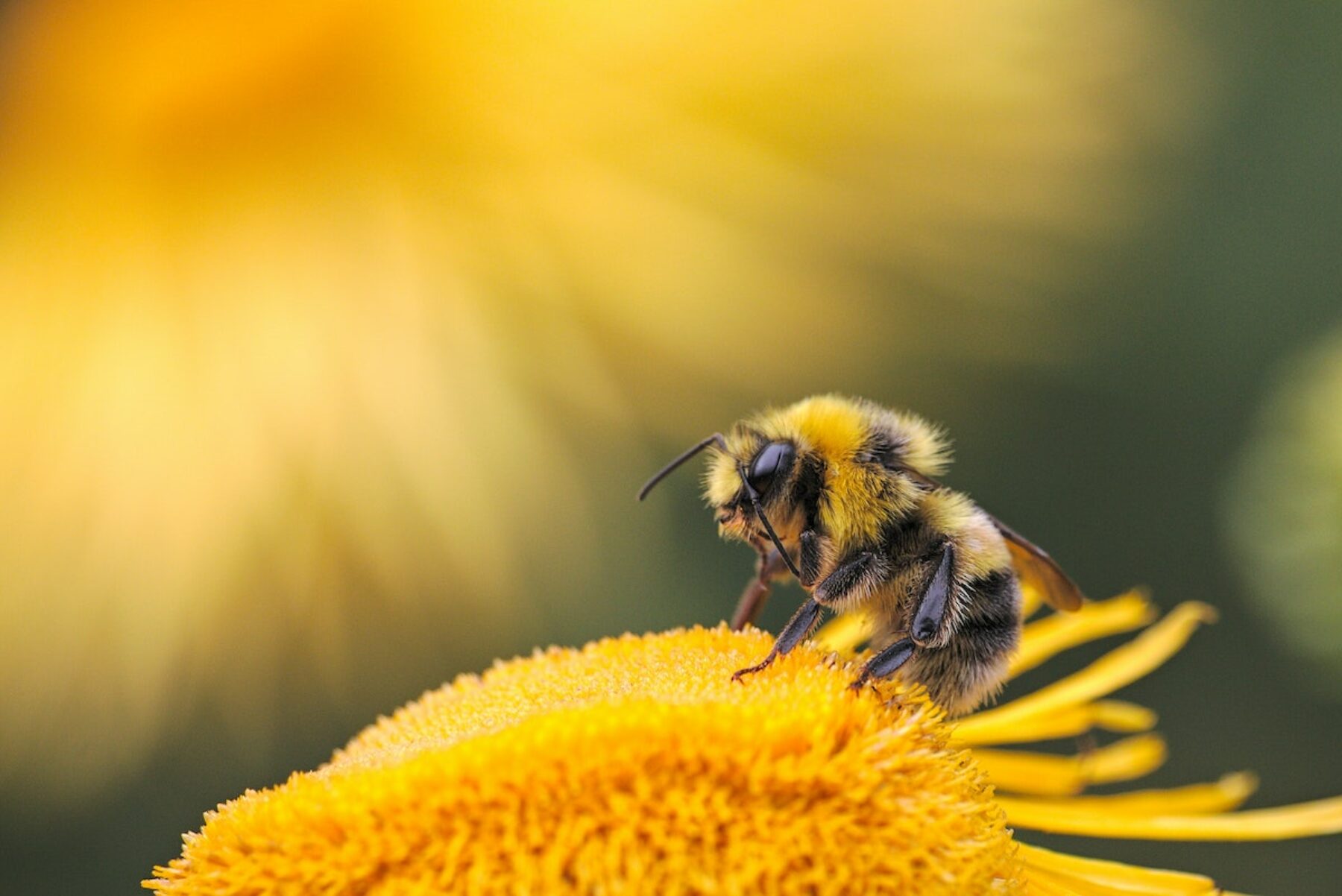 World Bee Day: eight projects making a difference to bees - Positive News
