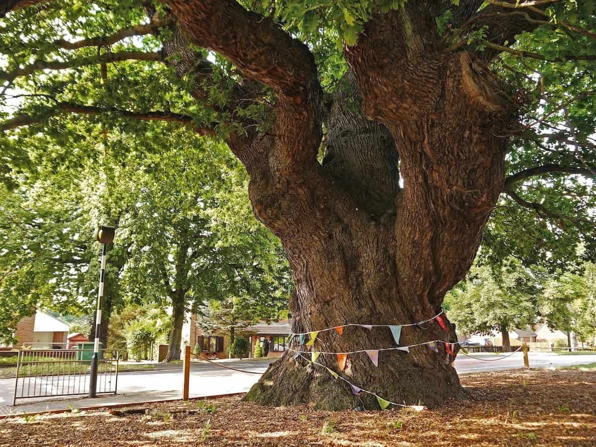 The trees competing to be UK Tree of the Year - Positive News ...