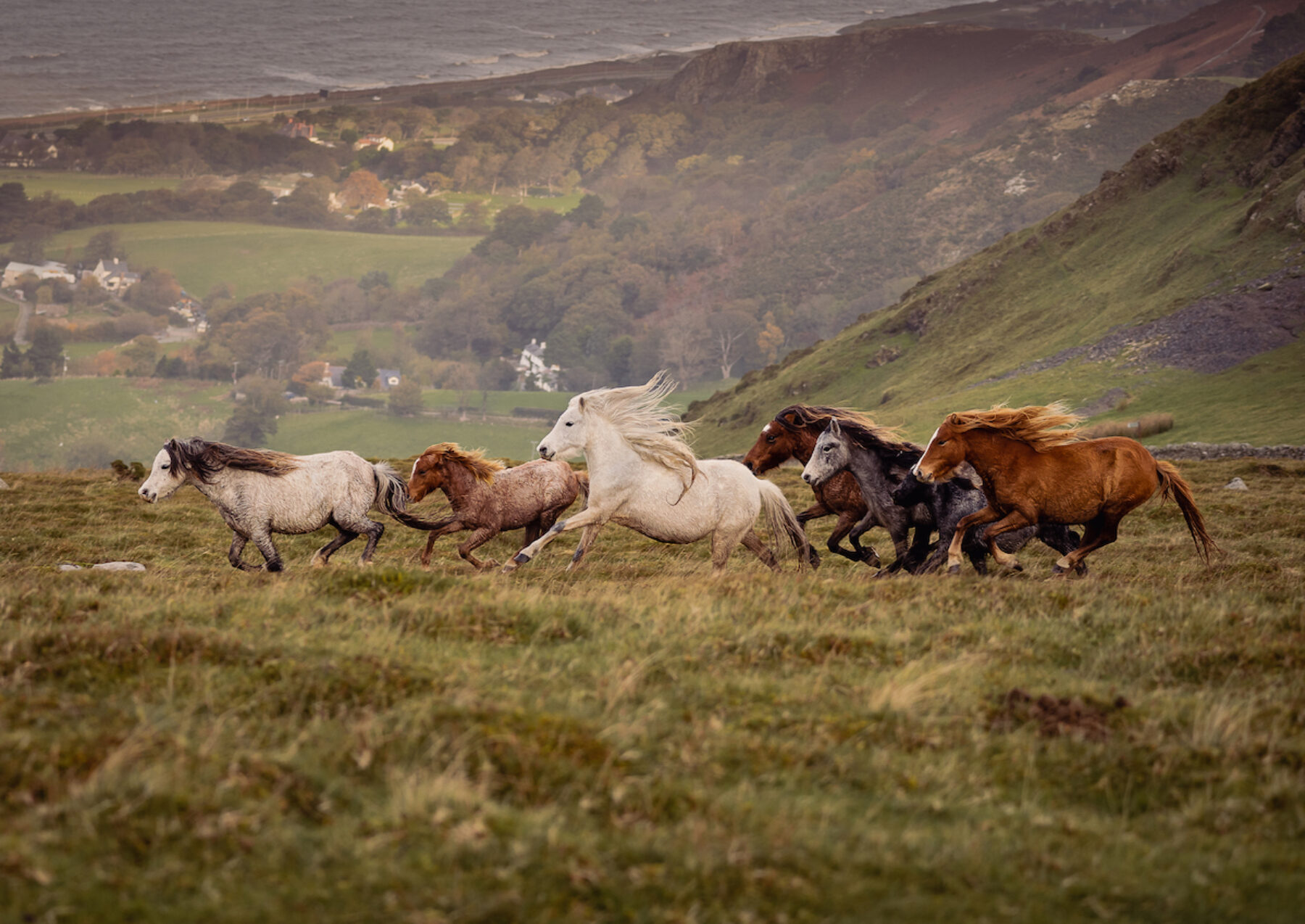 Britain’s wildest ponies are the stars of an ancient autumn tradition ...
