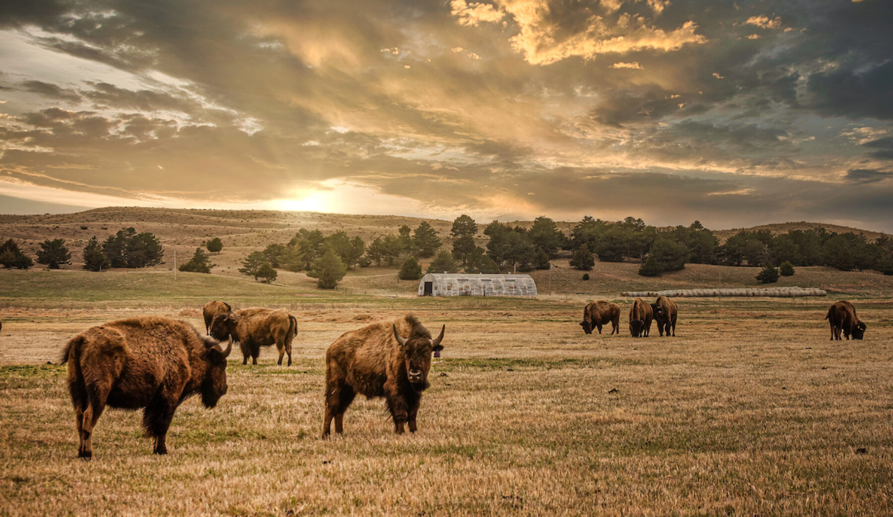The US tribe bringing buffalo back from the brink - Positive News ...