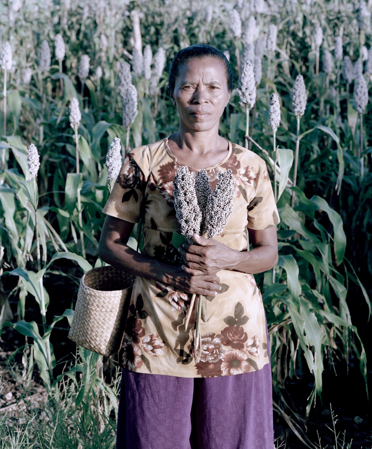 Rediscovering native crops in Indonesia - Positive News - Positive News