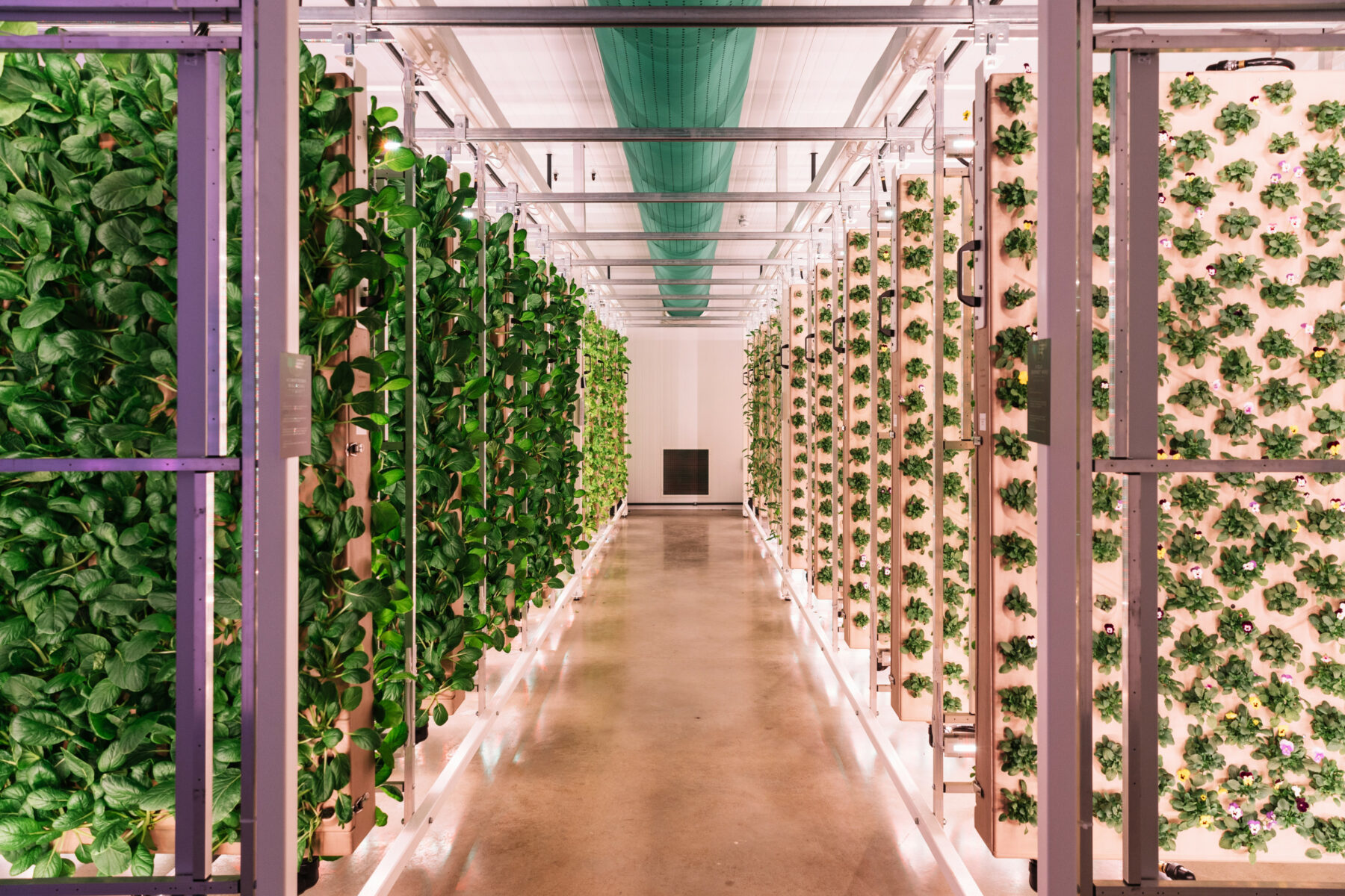 High-tech, soil-less, and brimming with life: the vertical farms of ...