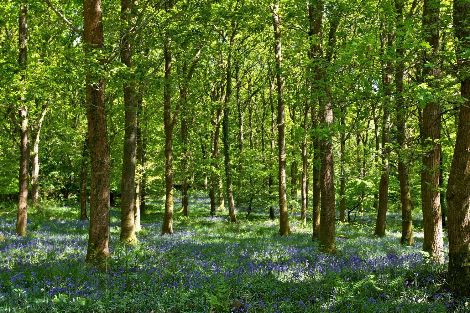 People share their love for trees and forests on International Day of ...