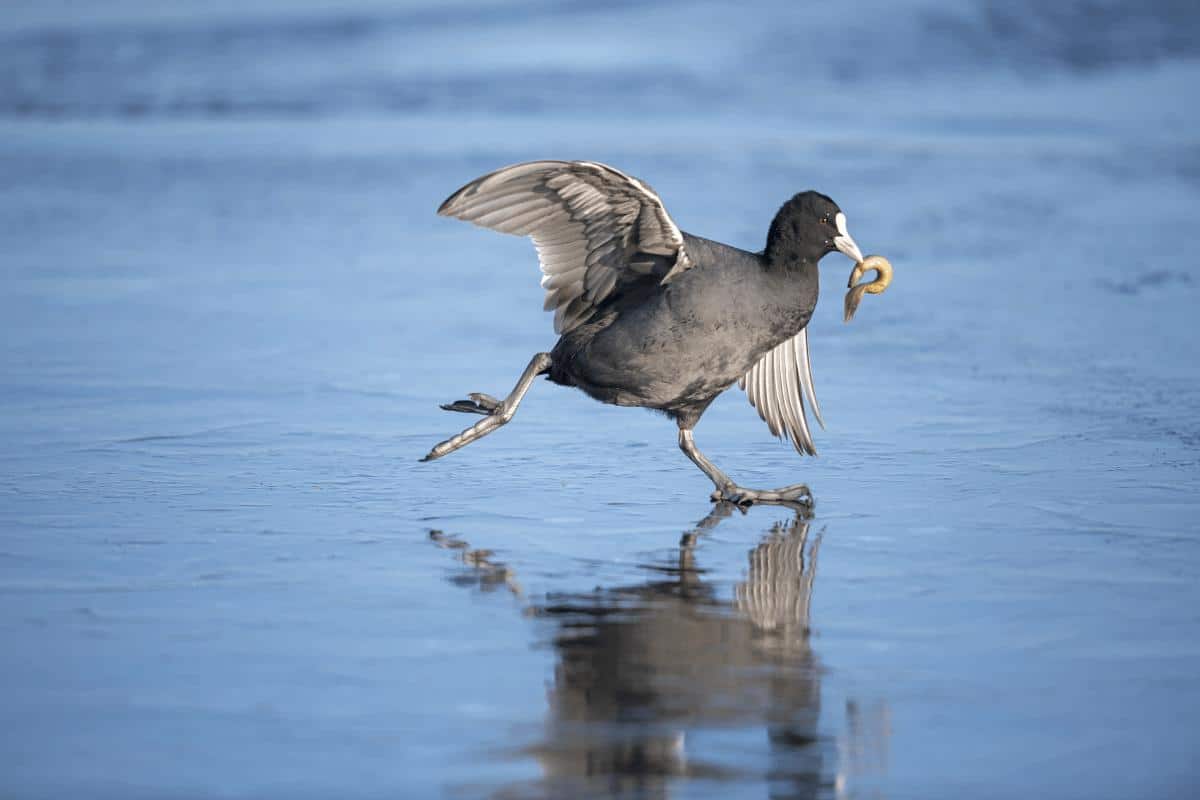 Wildlife Photographer of the Year 2023 – a peek at the entires ...