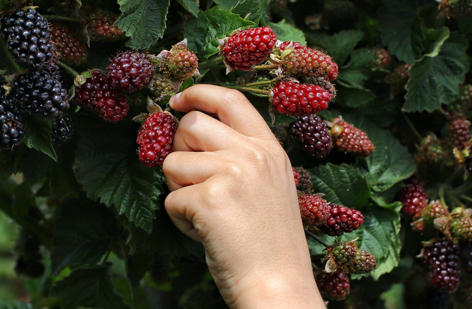 Corridors of power: how hedgerows can help us tackle the climate crisis ...