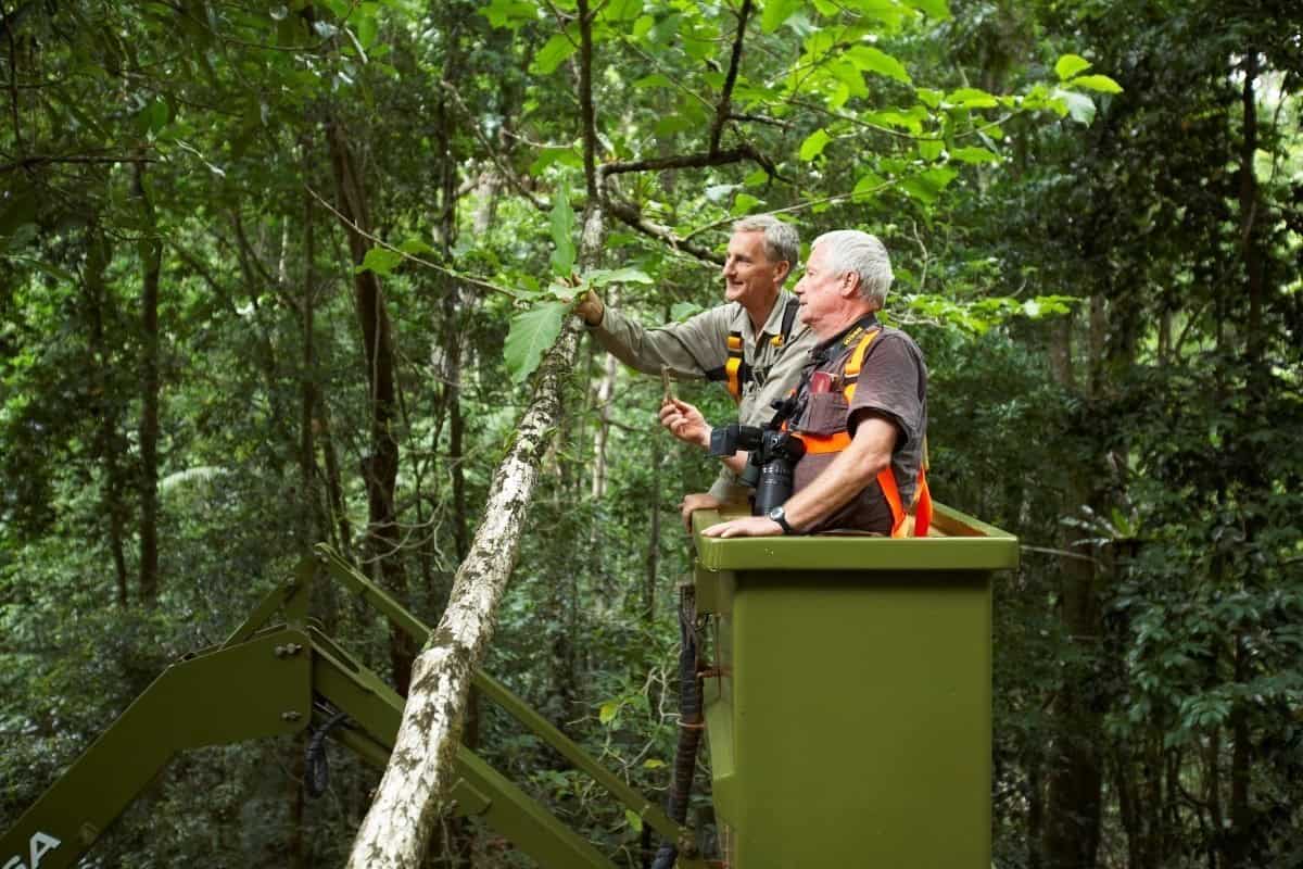 As the First Nations know, forests are ‘music to the soul’ - Positive ...