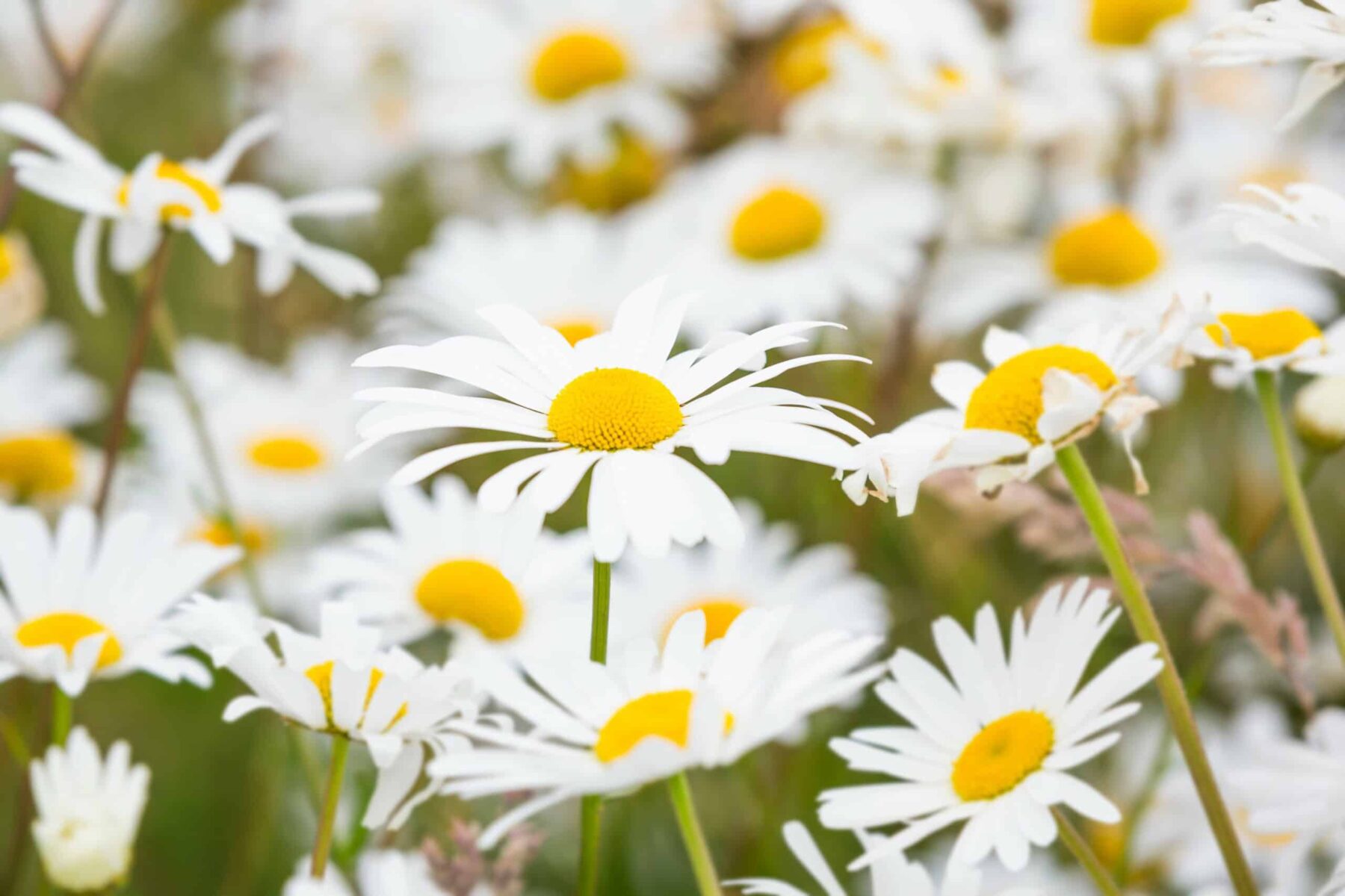 Wildflower meadows’ first bloom wows in north Devon - Positive News ...
