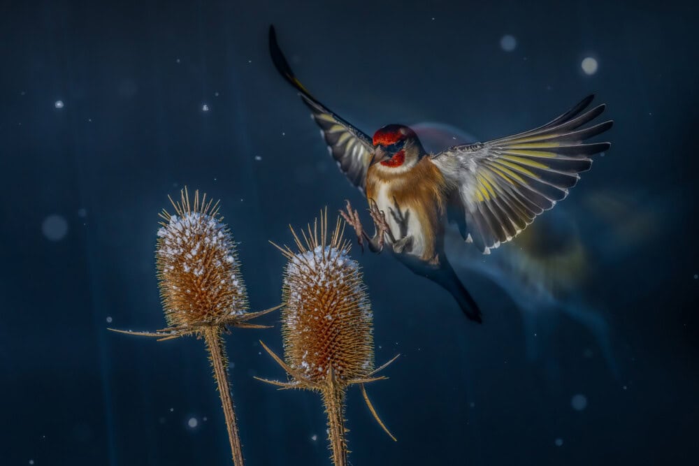 Bird Photographer of the Year 2024 winners – in pictures - Positive News