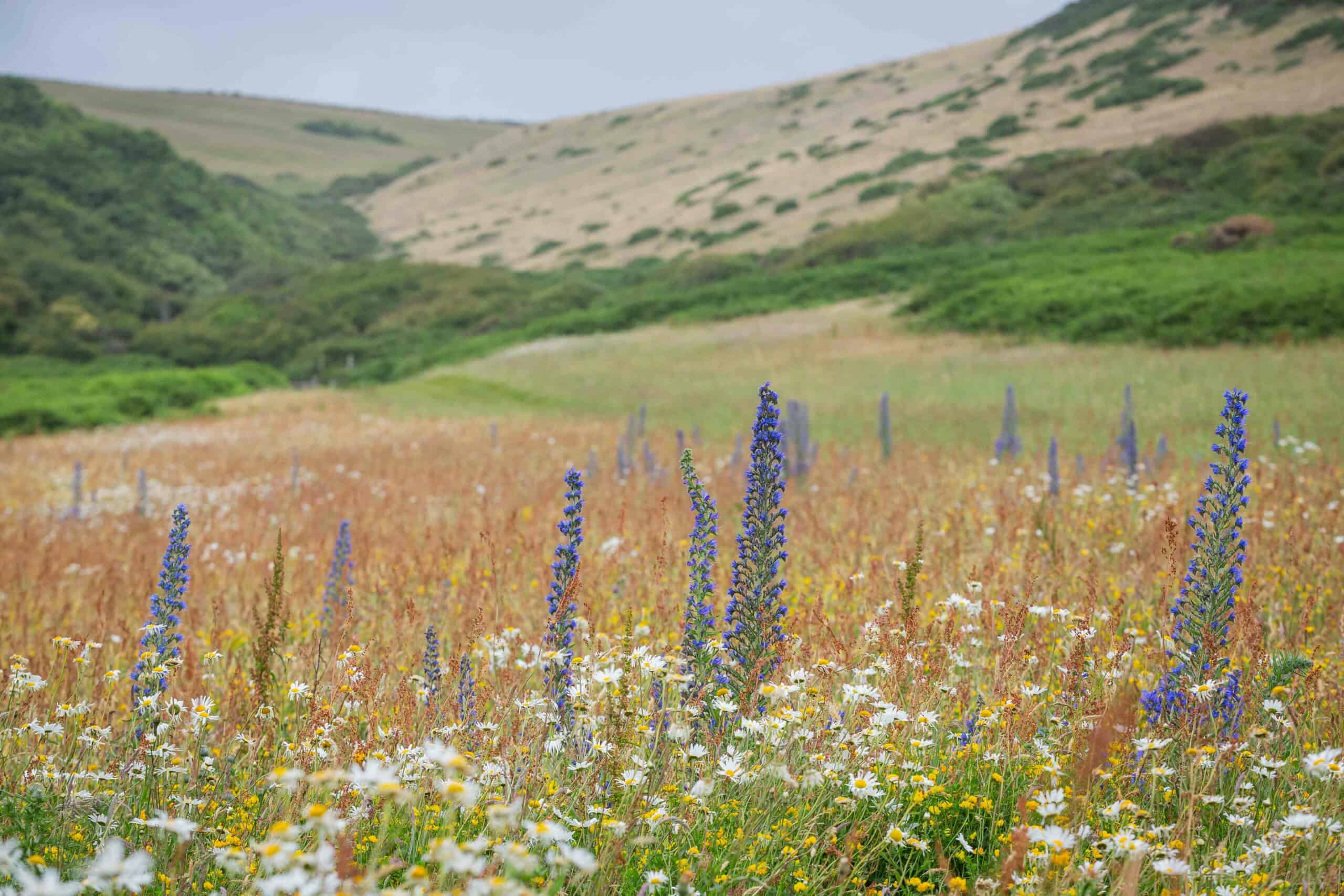 Wildflower meadows’ first bloom wows in north Devon - Positive News - Positive News
