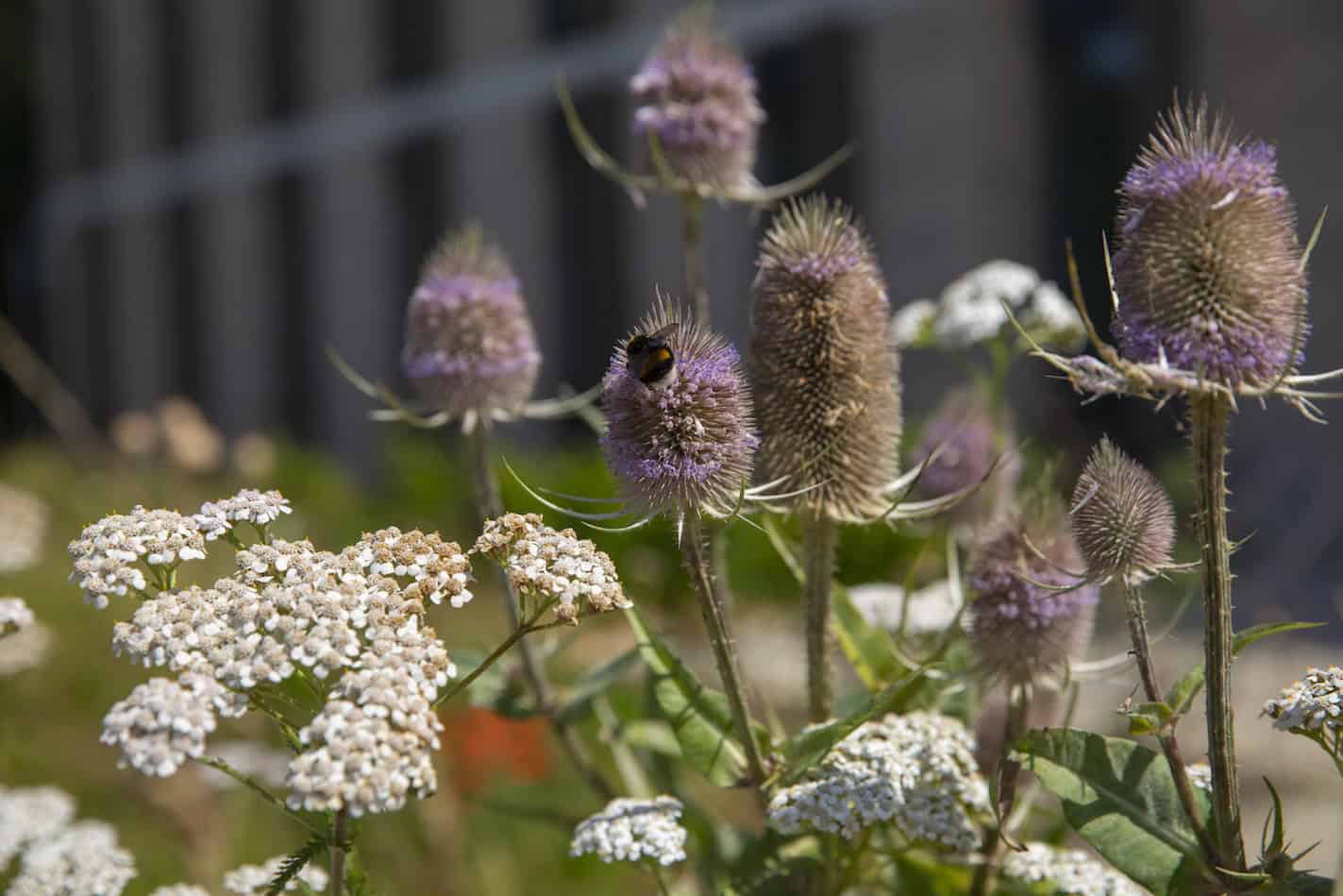 The garden-artwork that positively reframes ‘weeds’ - TiC News