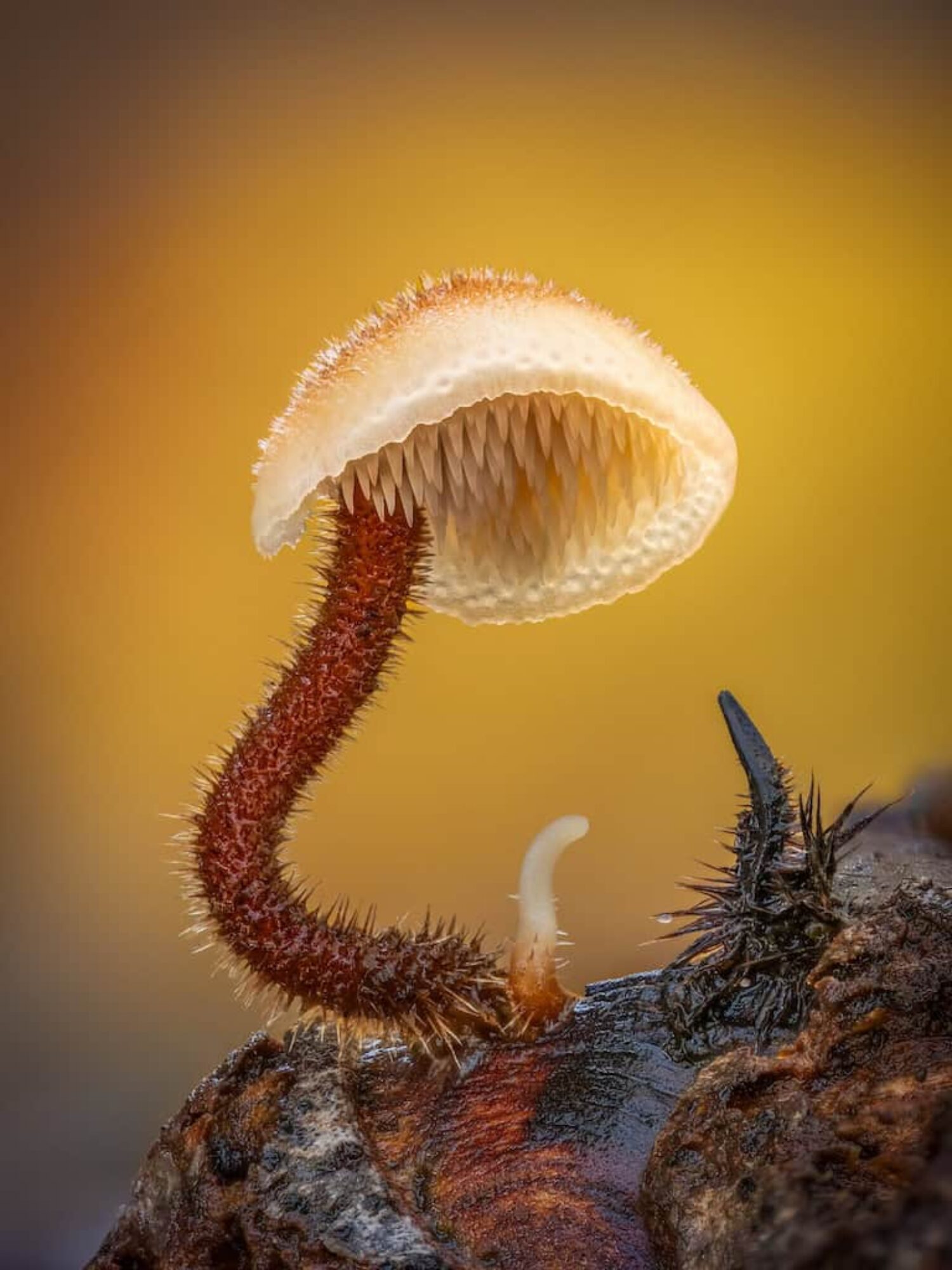 Eleven photographs that capture our world’s beauty in close up ...
