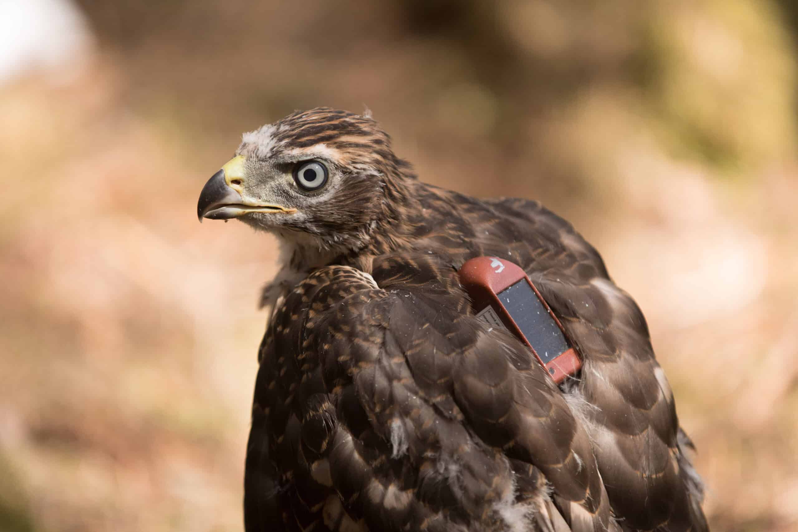 Restoration is helping native raptors thrive in Scotland, report shows ...