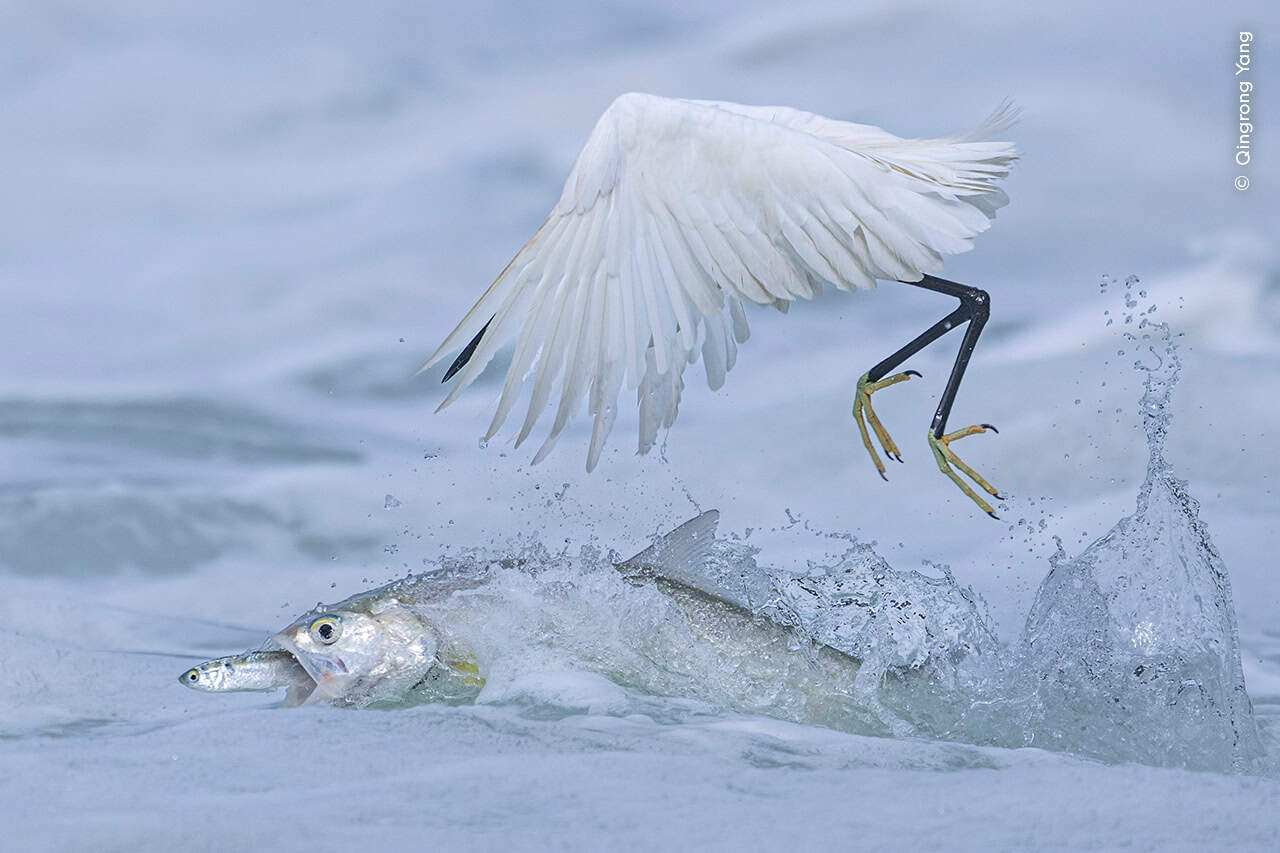 Wildlife Photographer of the Year 2025, the winning images - Positive News