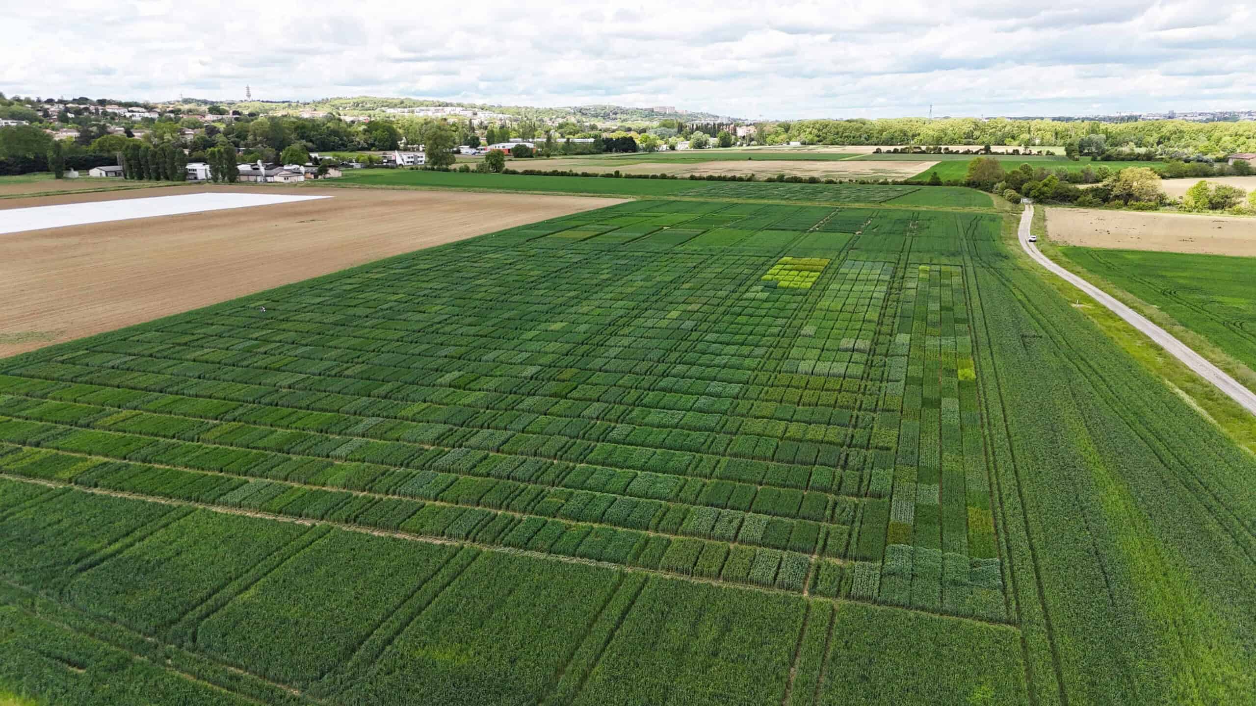 A field of wheat becomes the world’s largest living photograph ...